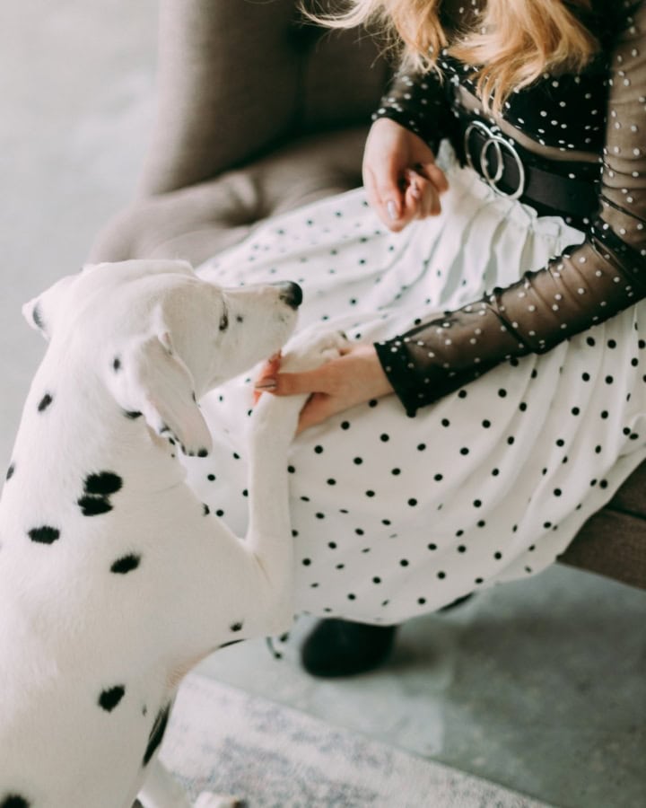 BabyDog - Dog Training - Victoria BC