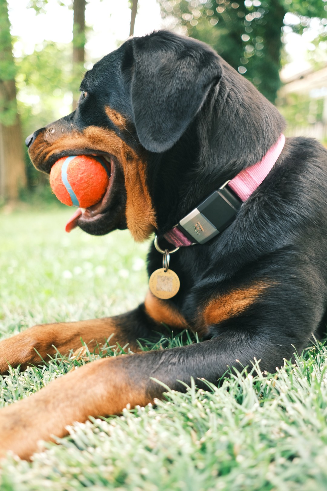 BabyDog - Dog Training - Victoria BC