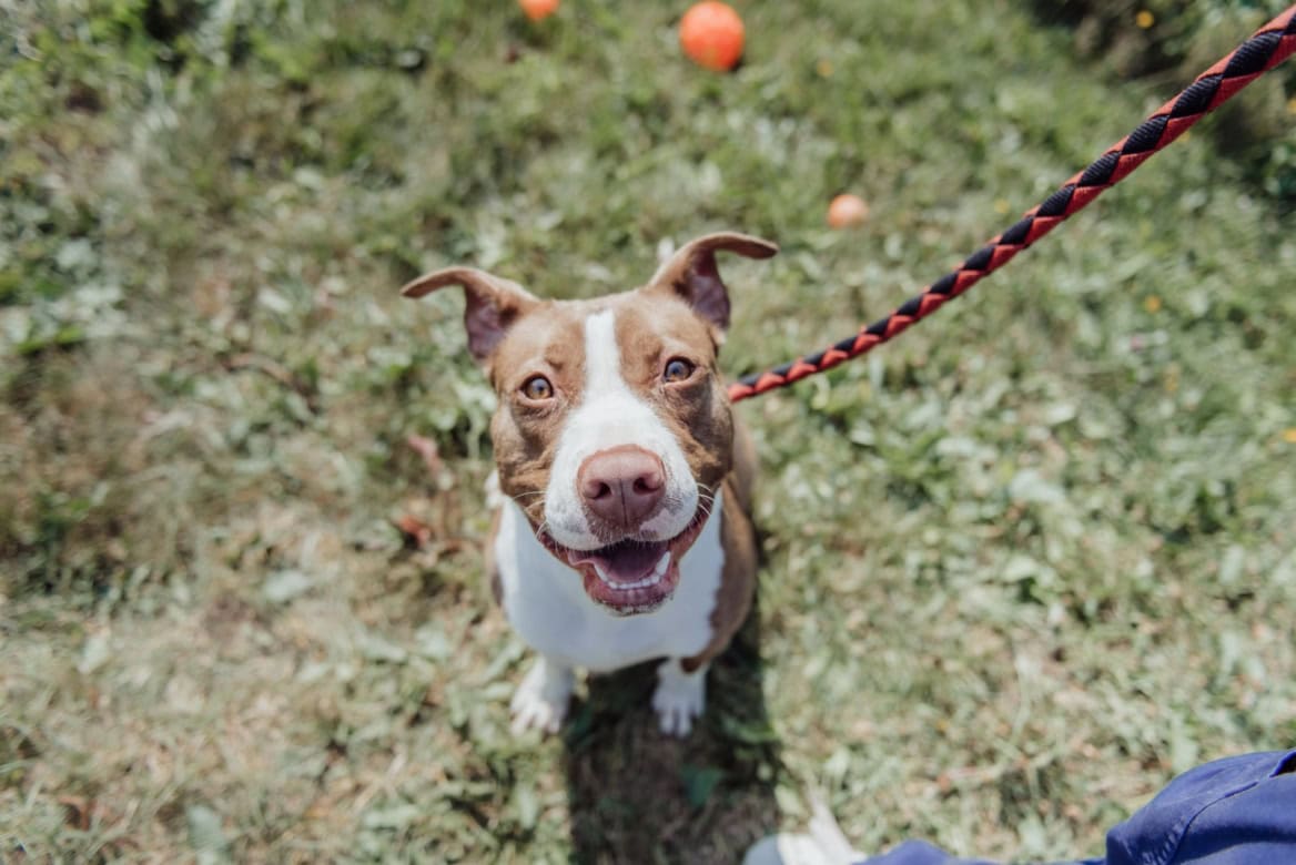 BabyDog - Dog Training - Victoria BC